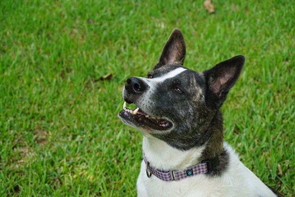 Adopt | Pup Squad Animal Rescue | Houston, TX